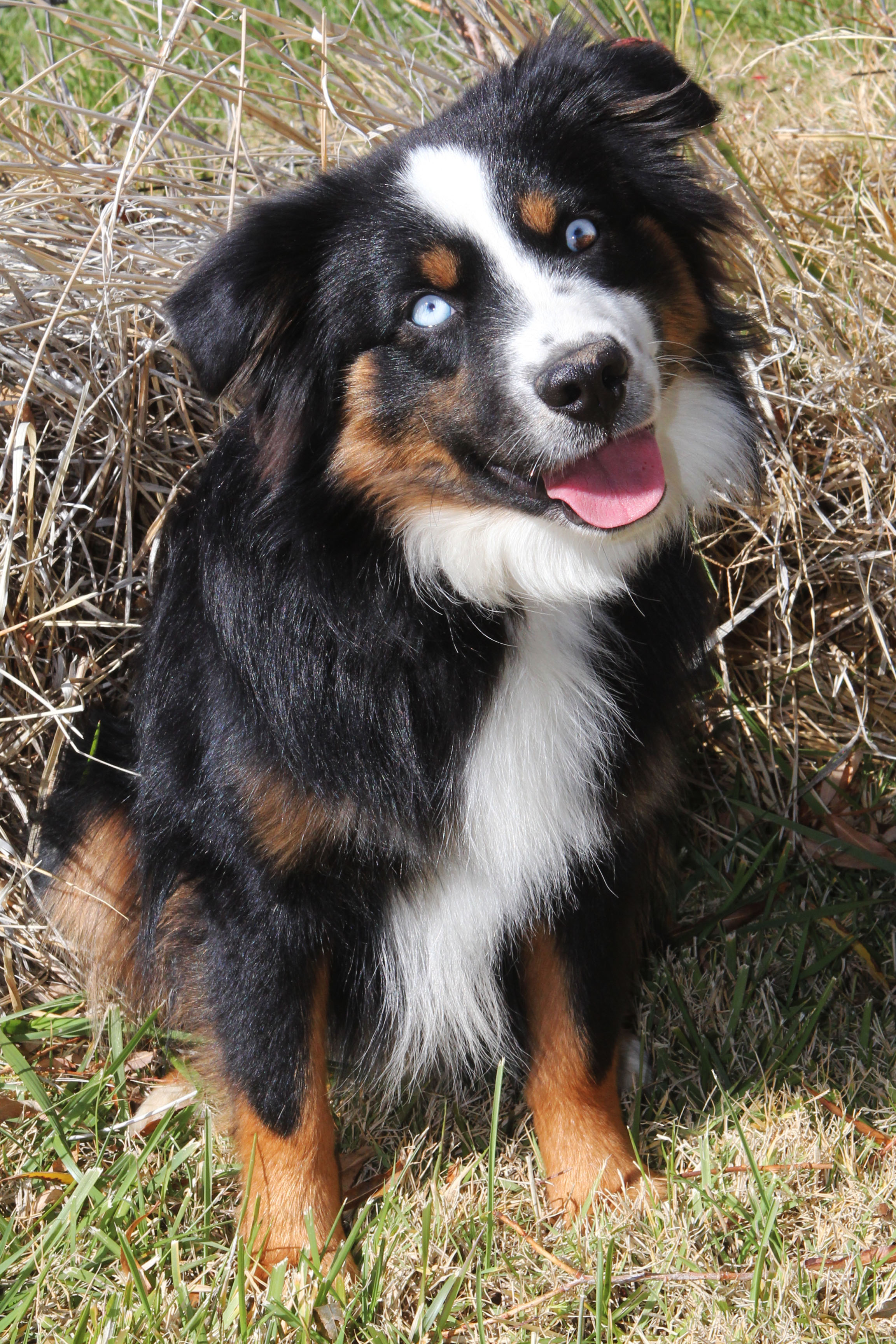 Available Puppies | Mini Aussies in Colorado